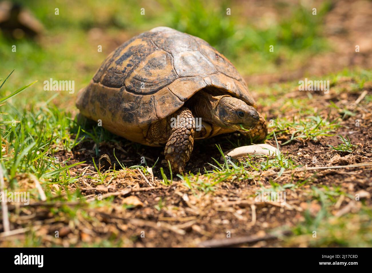 Turtle eating plant hi-res stock photography and images - Alamy