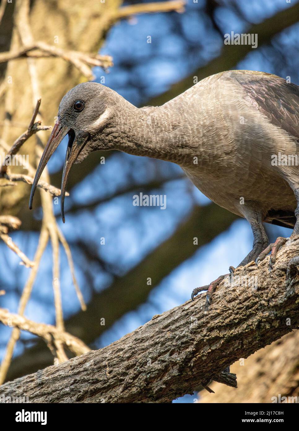 The hadeda ibis hi-res stock photography and images - Alamy