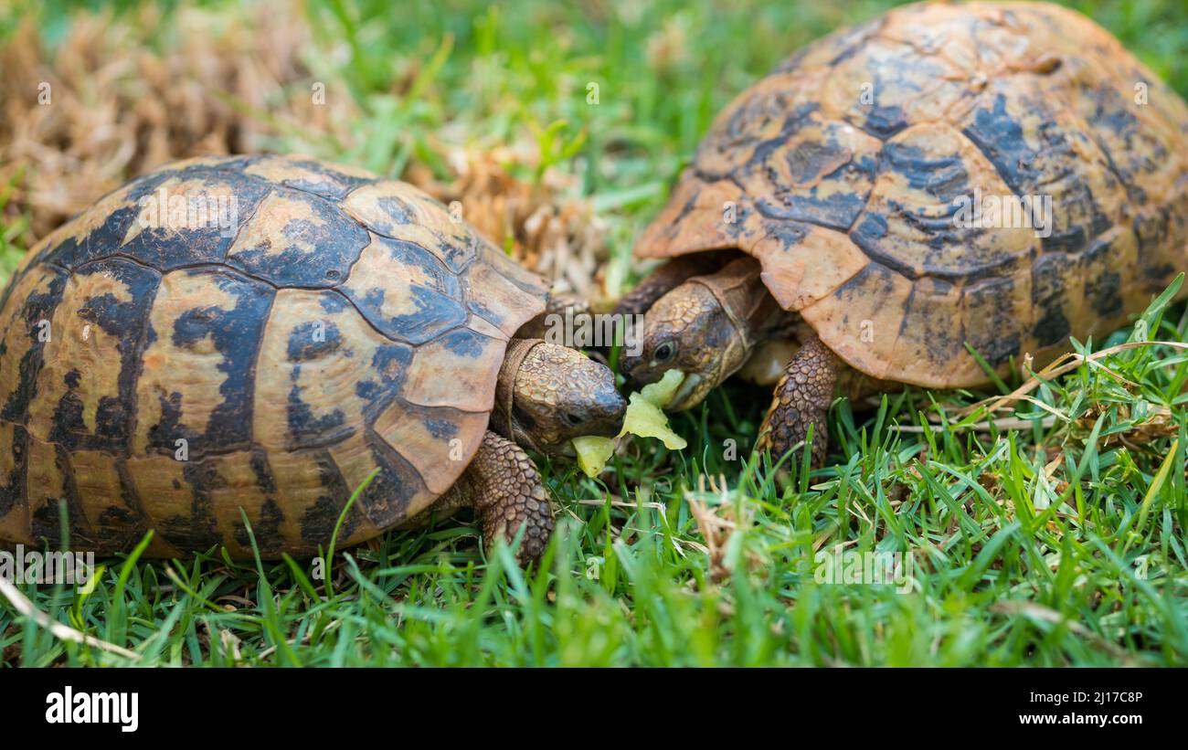 Turtle eating plant hi-res stock photography and images - Alamy