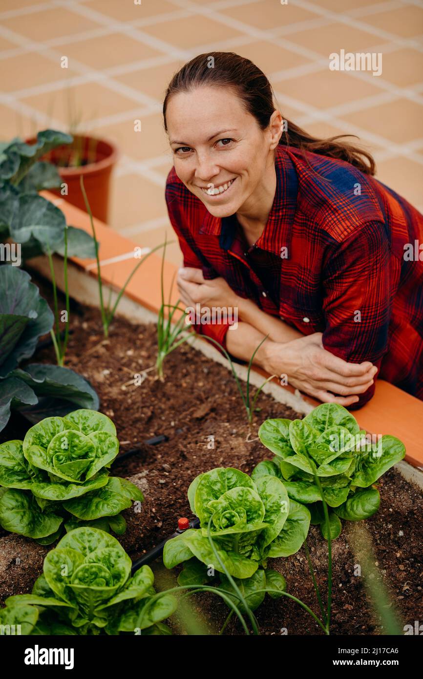 Lettuce looking plants hi-res stock photography and images - Alamy