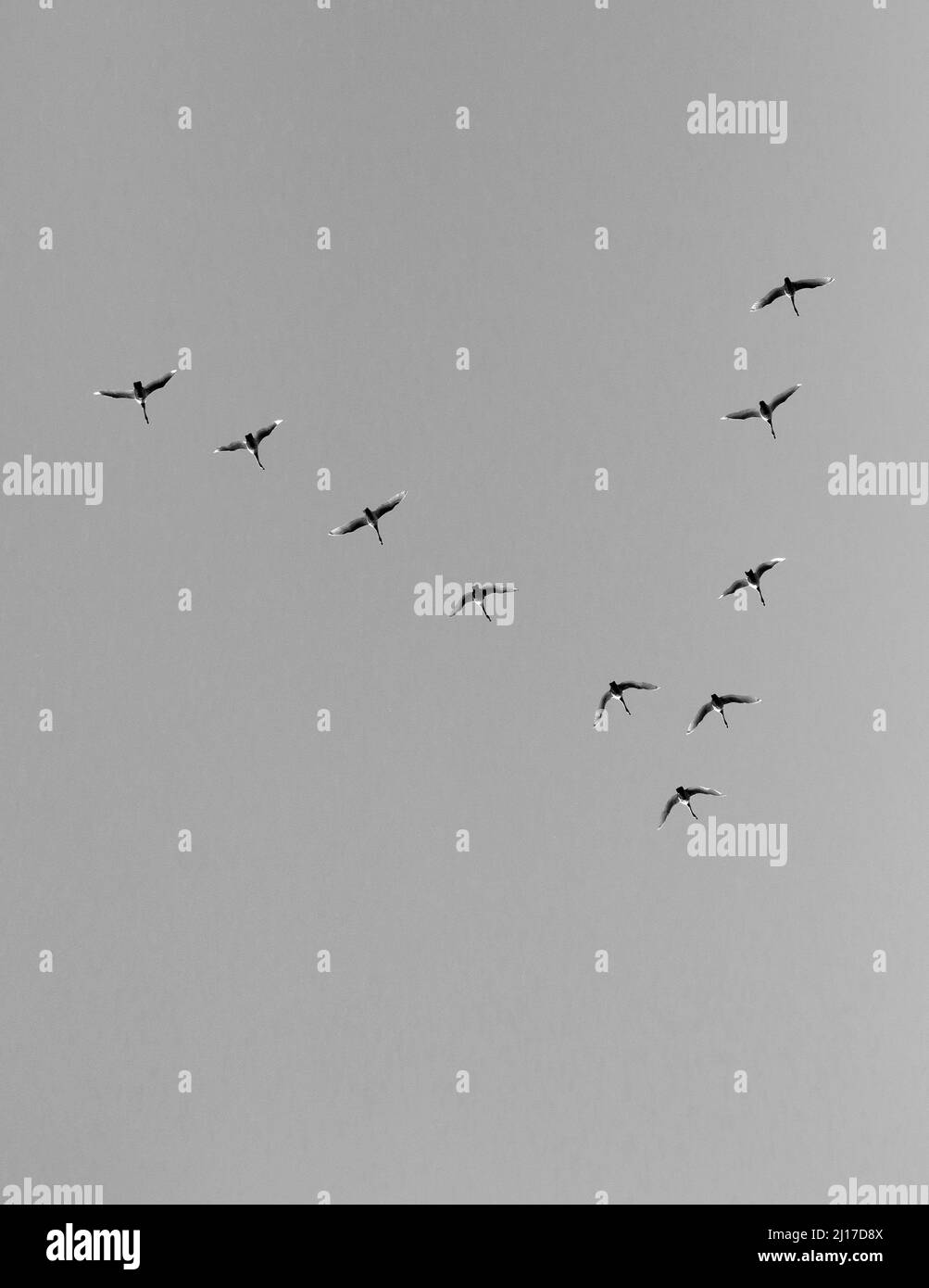 Lens formation Black and White Stock Photos & Images - Alamy