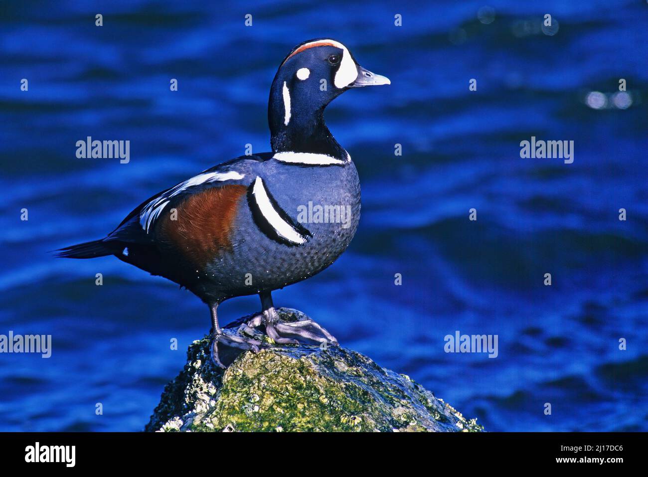 Harlequin duck resting on rock hi-res stock photography and images - Alamy