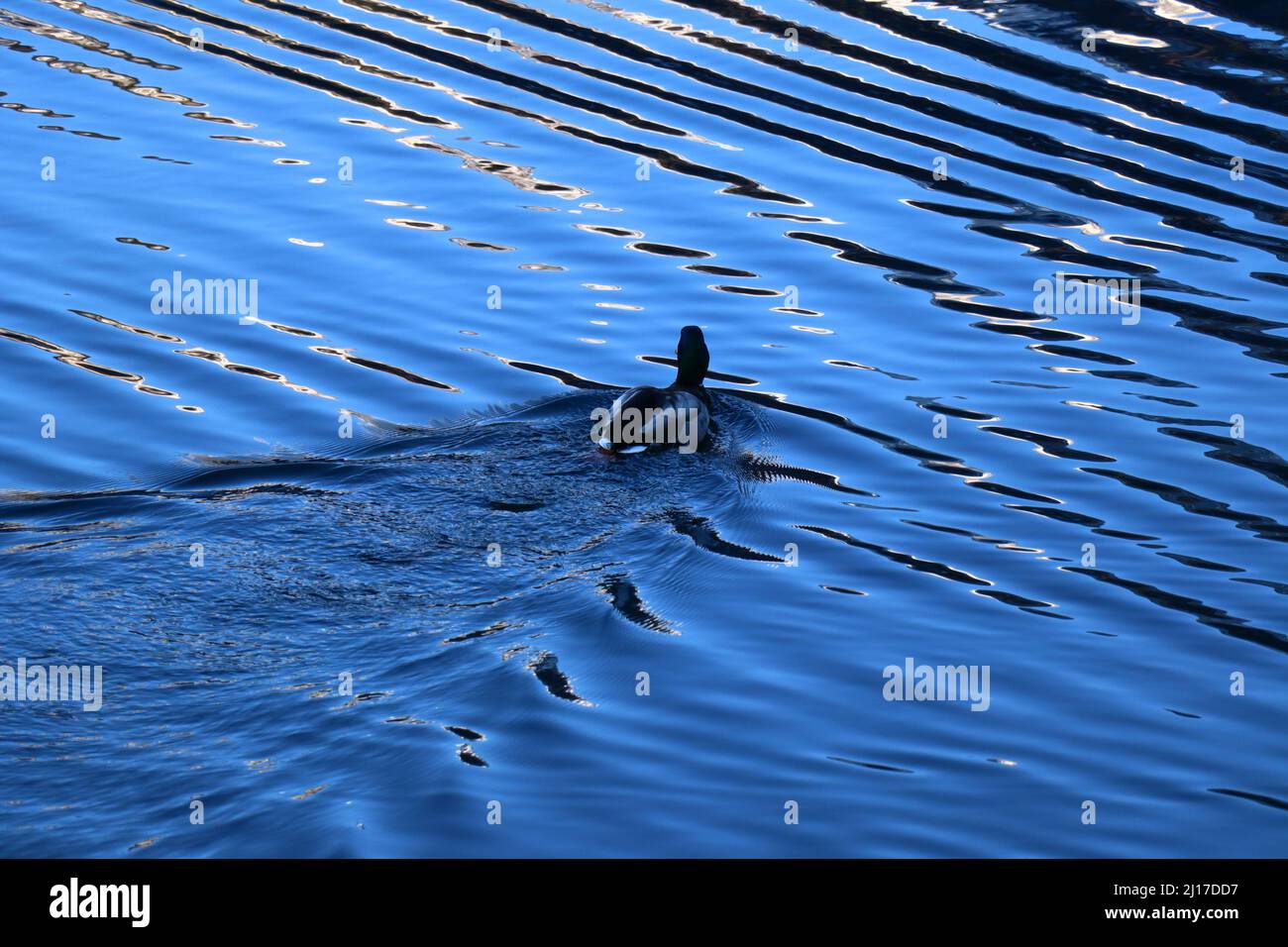 Ducks in the Hallstatt-lake (Austria Stock Photo - Alamy