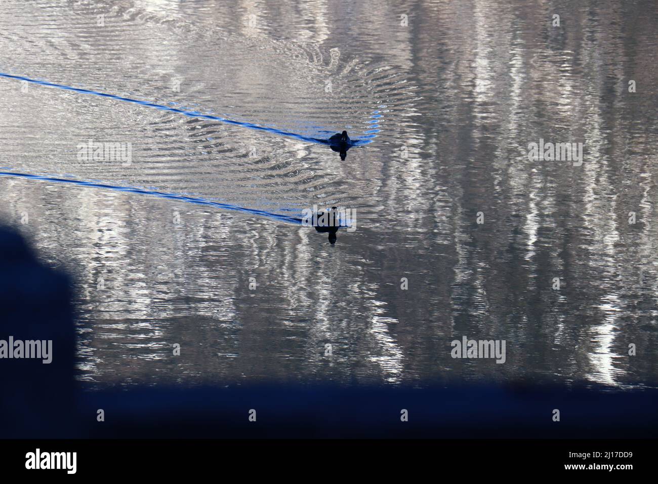 Ducks in the Hallstatt-lake (Austria Stock Photo - Alamy