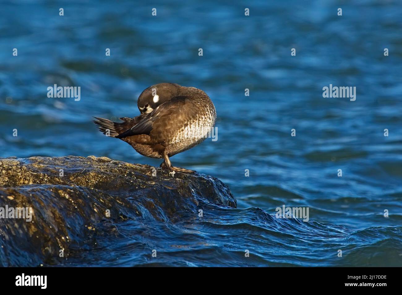 Female Harlequin duck (Histrionicus histrionicus) preening Stock Photo ...