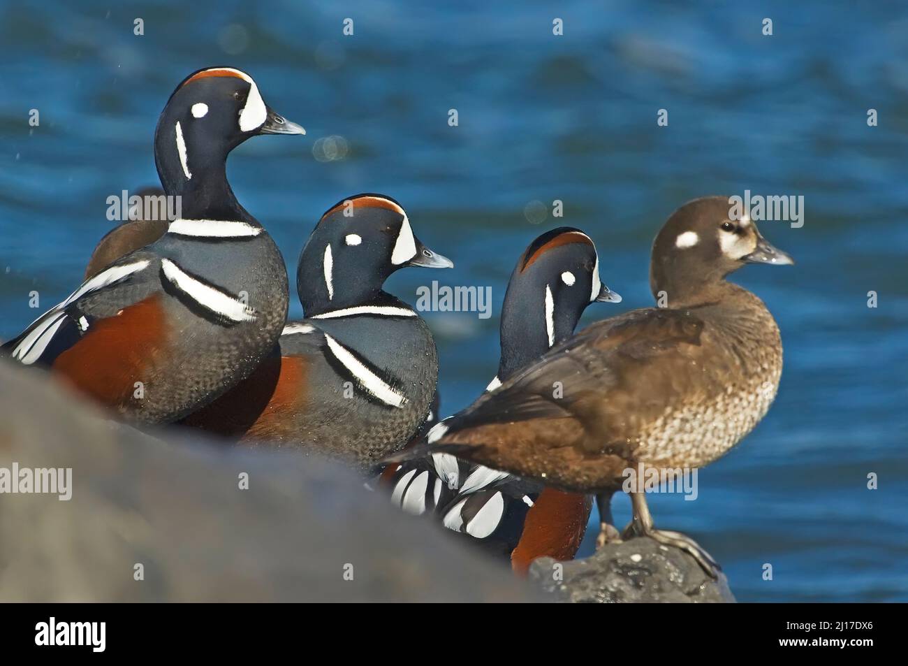 Male and femaleHarlequin ducks (Histrionicus histrionicus) on jetty ...