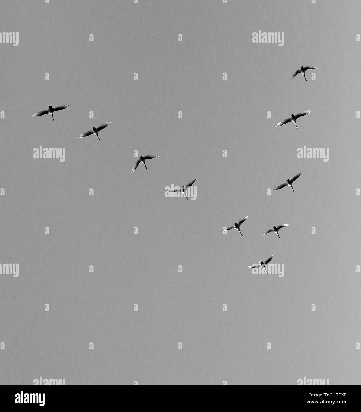 Feeding swans Black and White Stock Photos & Images - Alamy