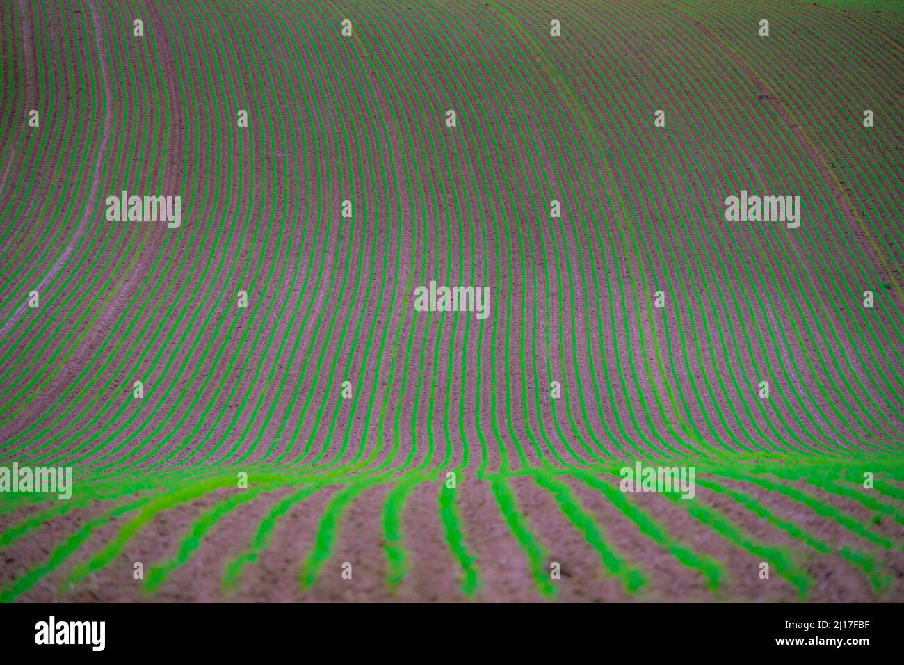 Agricultural rows hi-res stock photography and images - Alamy