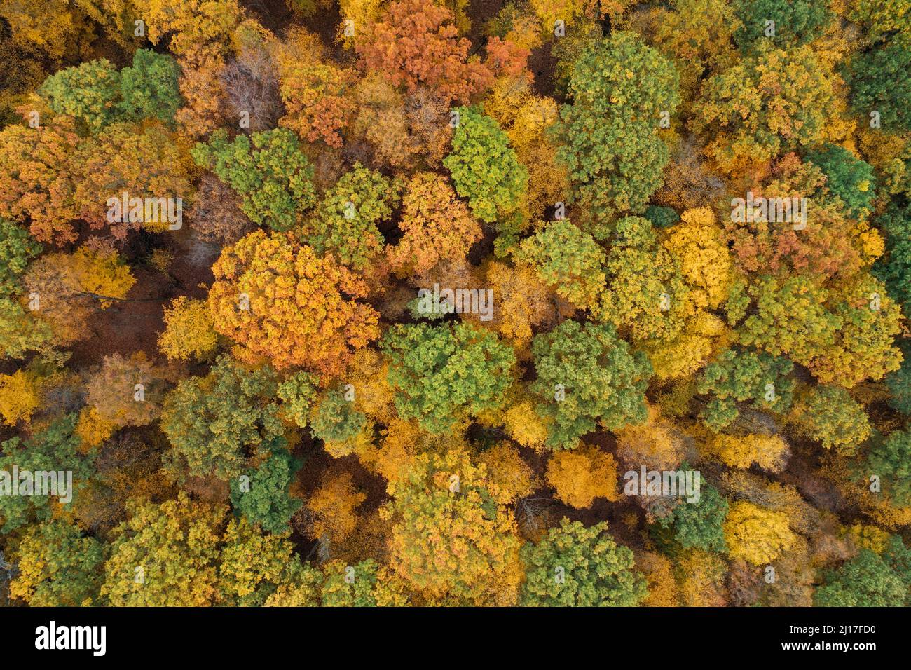 Aerial view autumn deciduous forest hi-res stock photography and images - Alamy