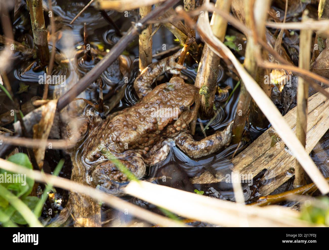 In ealry spring Common Toads emerge from hibernation and males start to ...