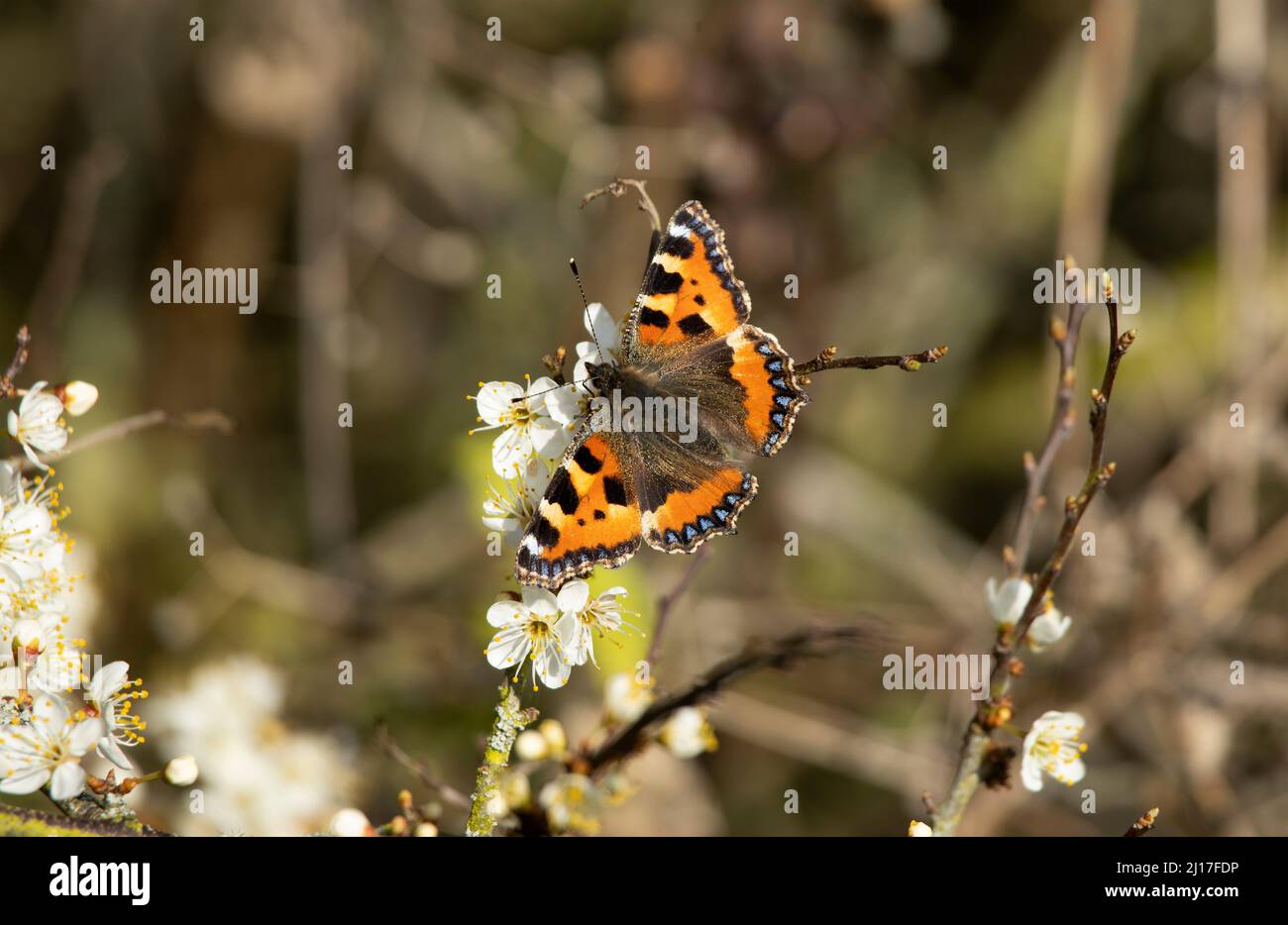 The Small Tortoiseshell Butterfly is one of the first to emerge in ...