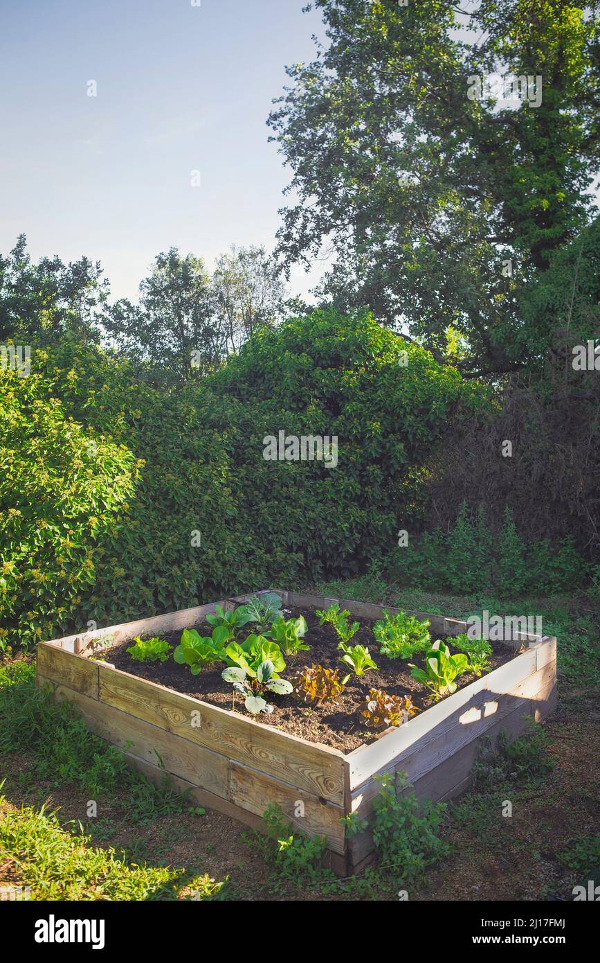 Organic vegetable garden in backyard Stock Photo - Alamy
