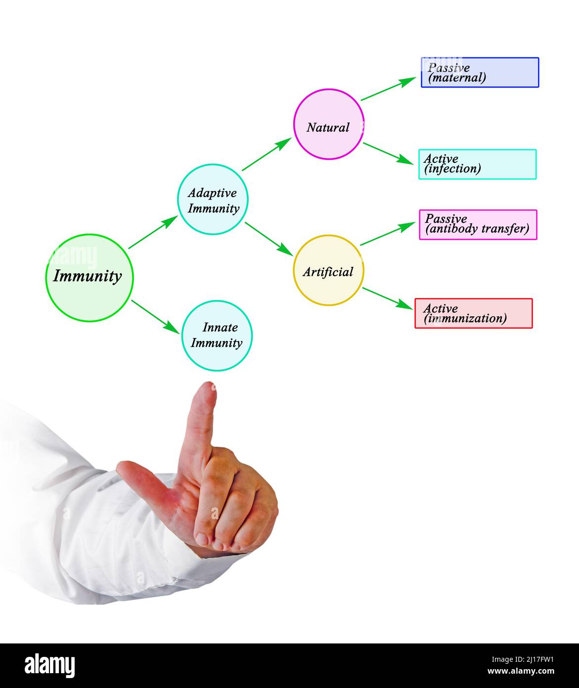 Four Types of Human Immunity Stock Photo - Alamy