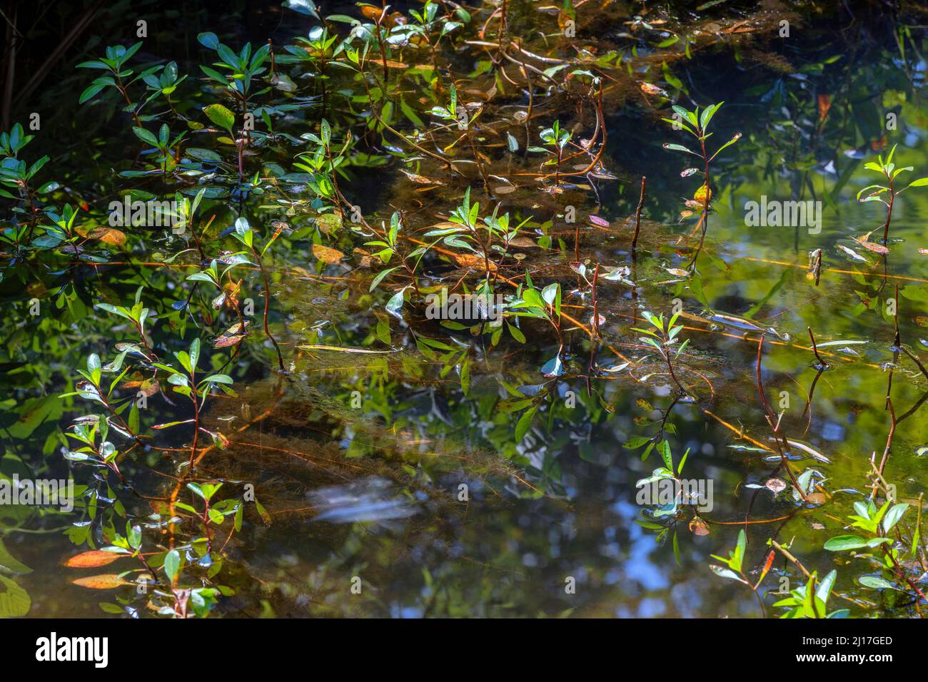 Plant stem and water hi-res stock photography and images - Alamy