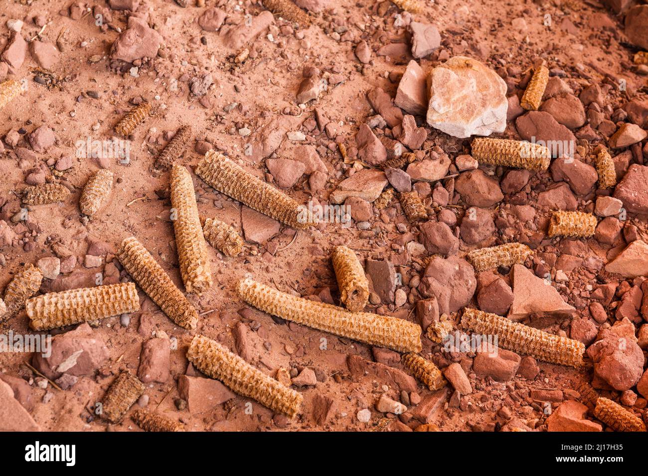 Corn cobs inside an ancient 1,000 year old Ancestral Puebloan storage ...