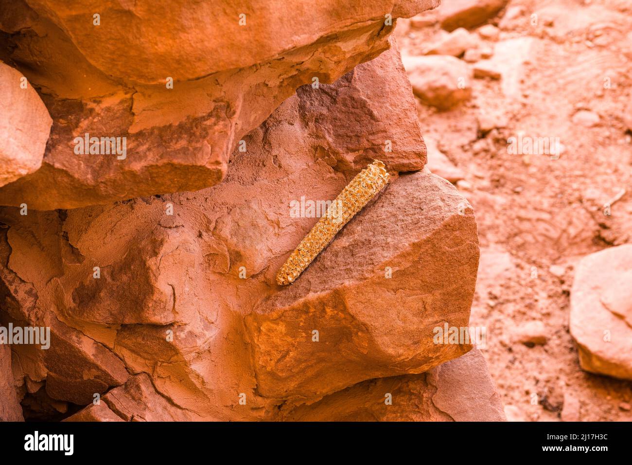 A corn cob by an ancient 1,000 year old Ancestral Puebloan storage ...