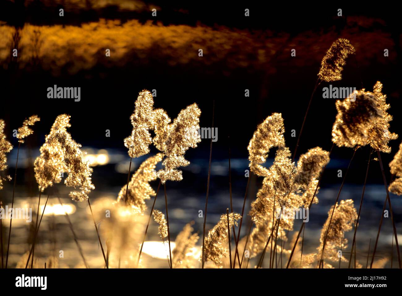 Reeds growing on lakeshore hi-res stock photography and images - Alamy