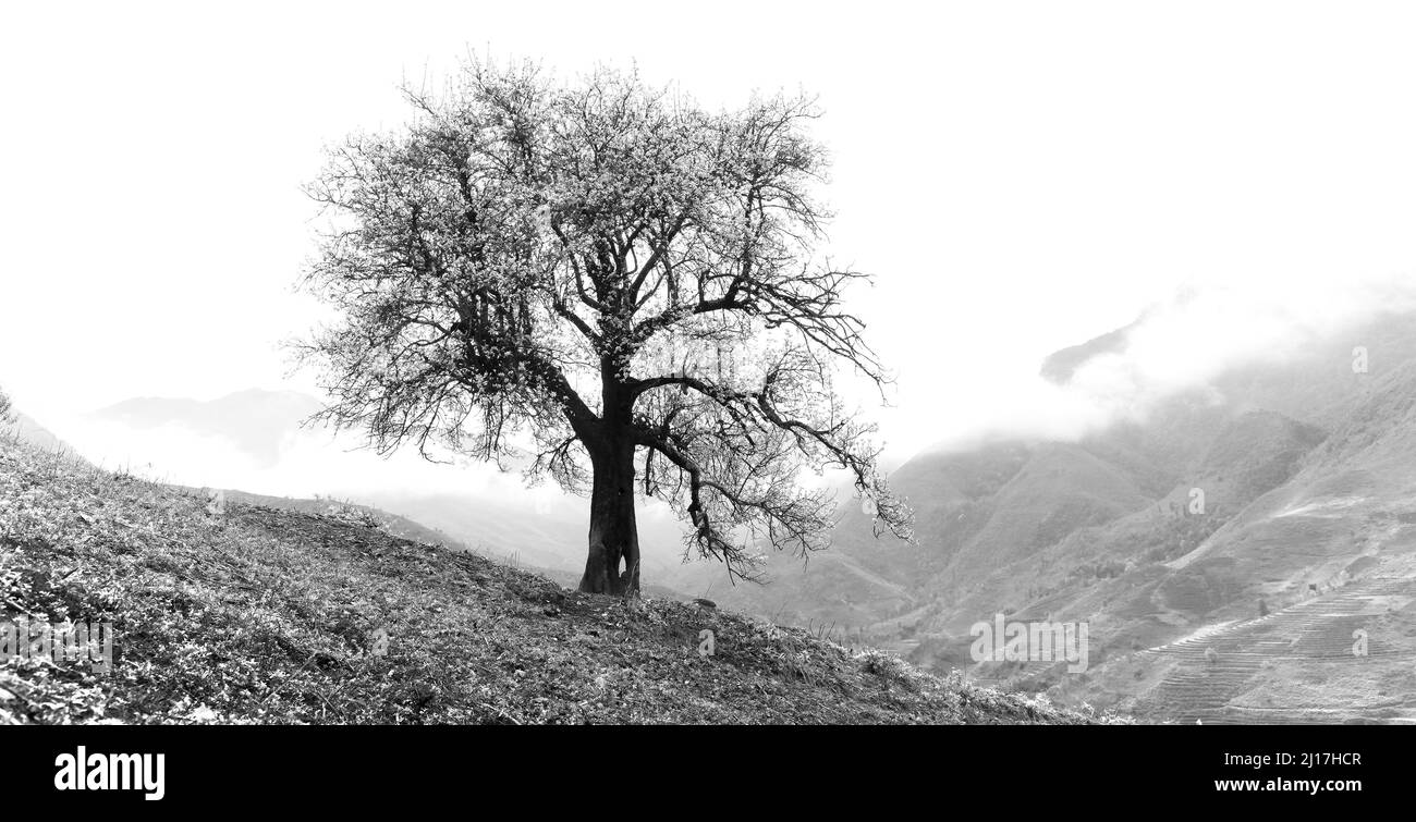 Color apple tree in Black and White Stock Photos & Images - Alamy