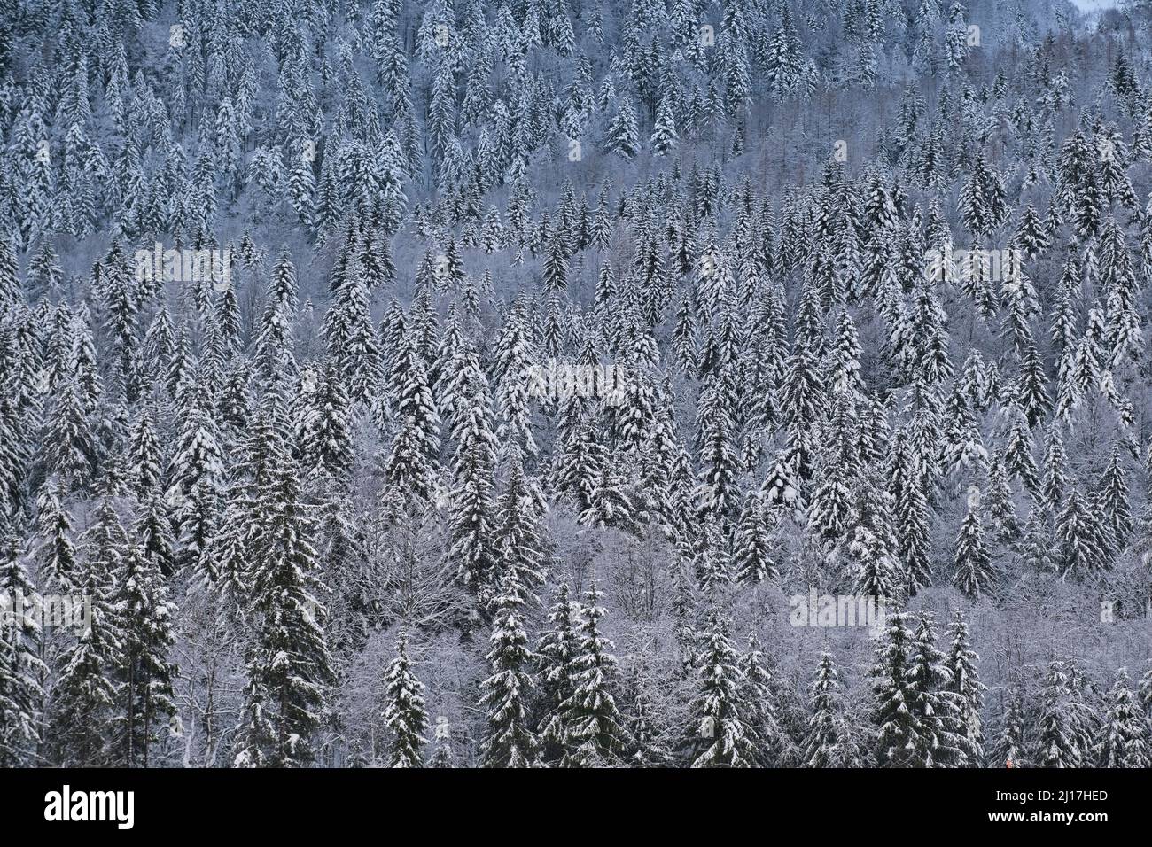 Snow forest in winter full view hi-res stock photography and images - Alamy