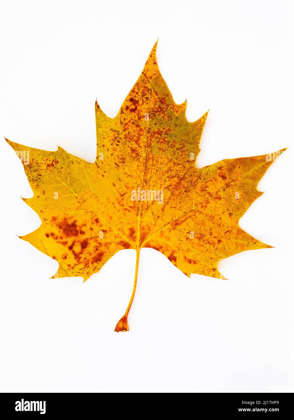 Single tree leaf hi-res stock photography and images - Alamy