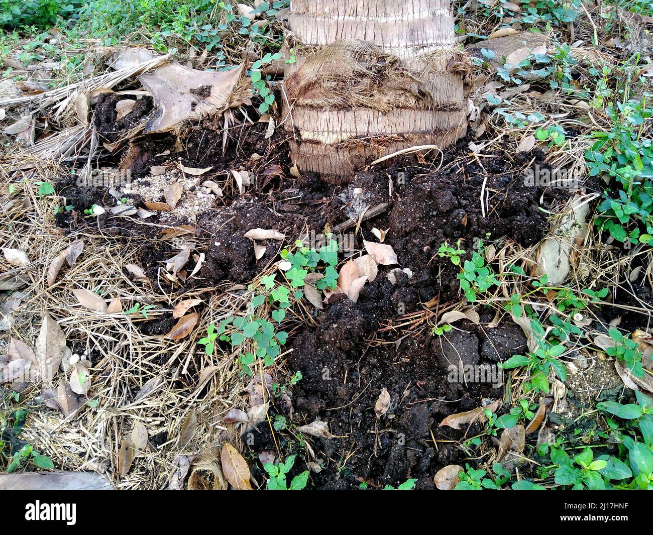 Coconut tree base hi-res stock photography and images - Alamy