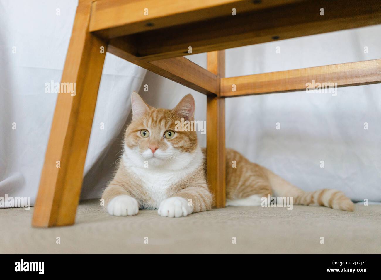 Cat siting under table at home Stock Photo - Alamy