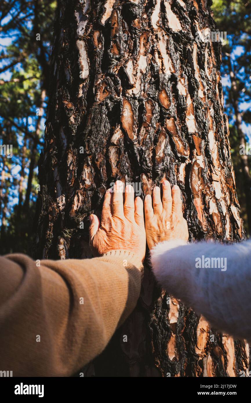 Hand touching tree in forest hi-res stock photography and images - Alamy
