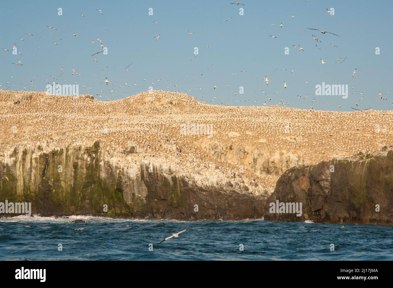 Gannet colony, Grassholm Island, Pembrokeshire, Wales, UK Stock Photo ...