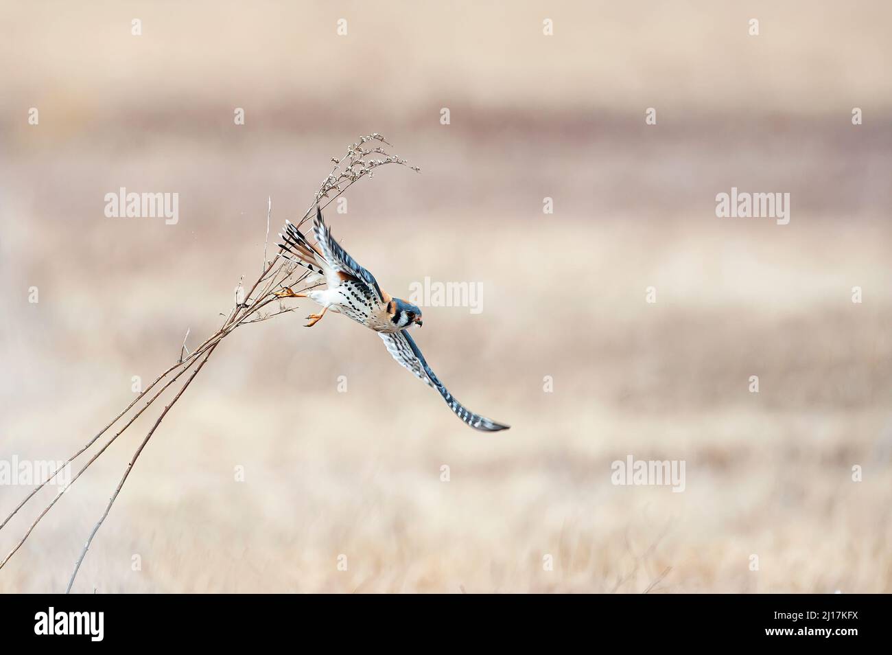 American kestrel (Falco sparverius) in flight Stock Photo - Alamy