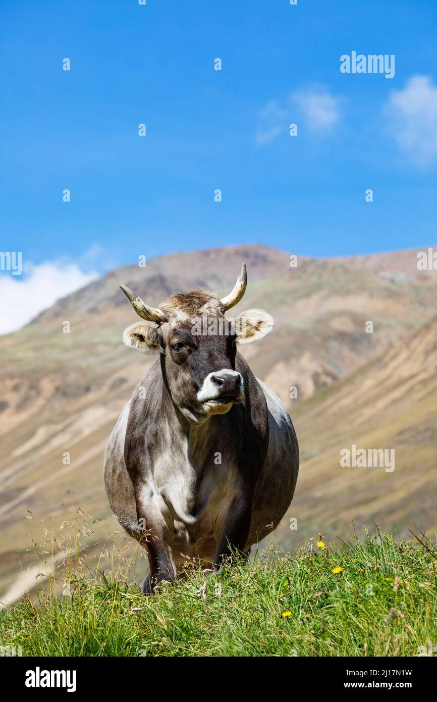Single cow hi-res stock photography and images - Alamy