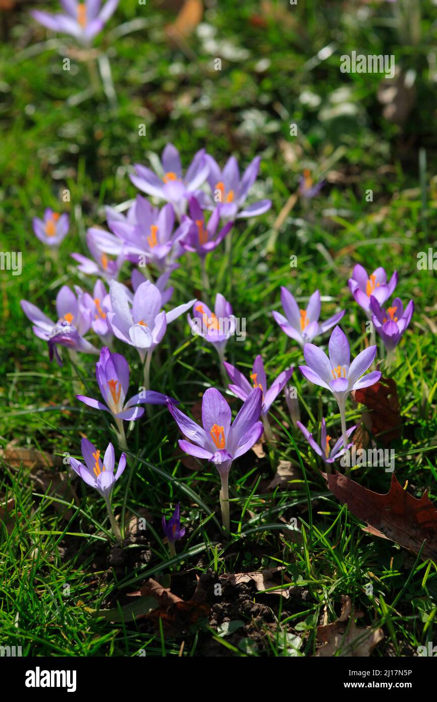 Purple crocus blooming hi-res stock photography and images - Alamy