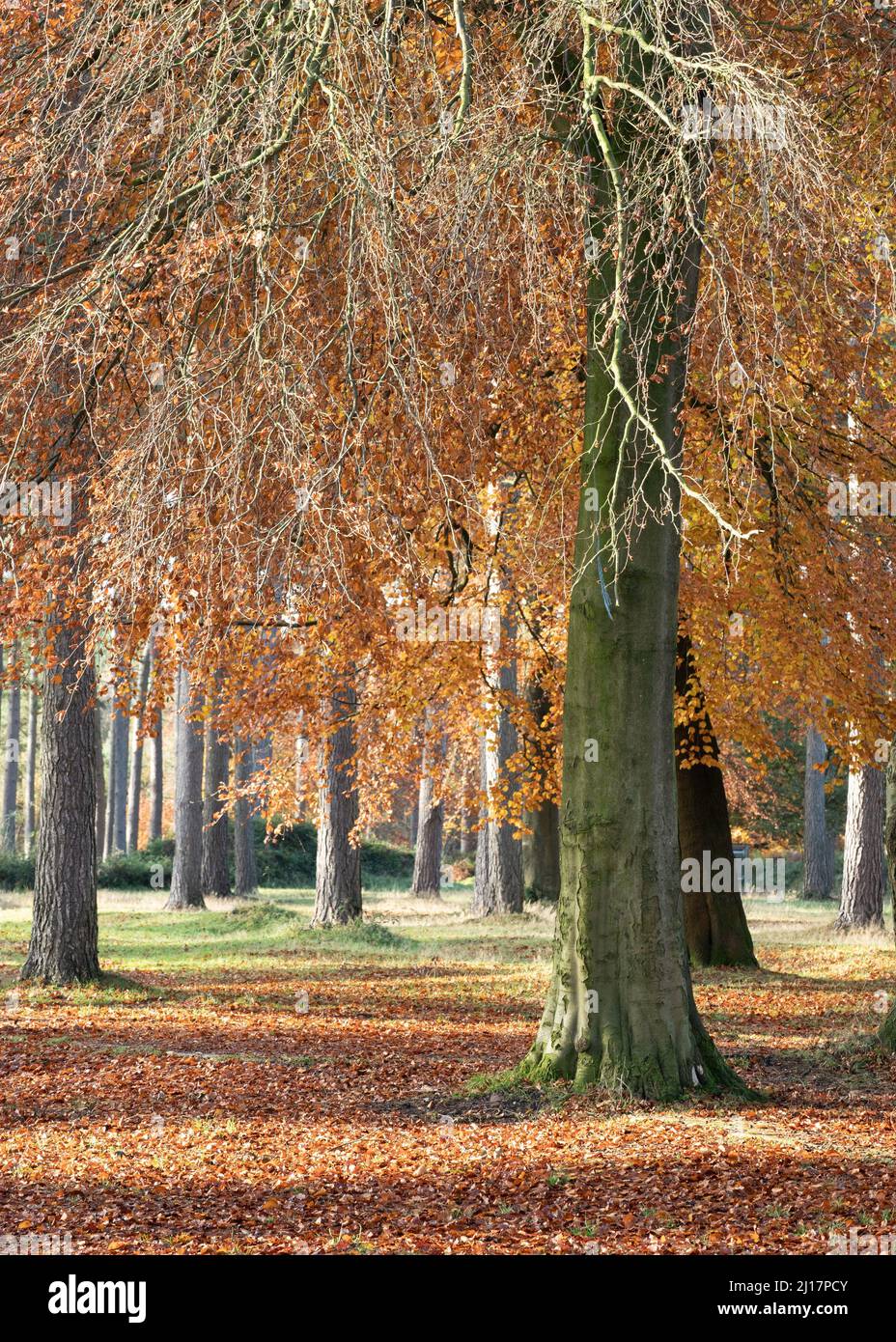 Ground trees and branches hi-res stock photography and images - Alamy