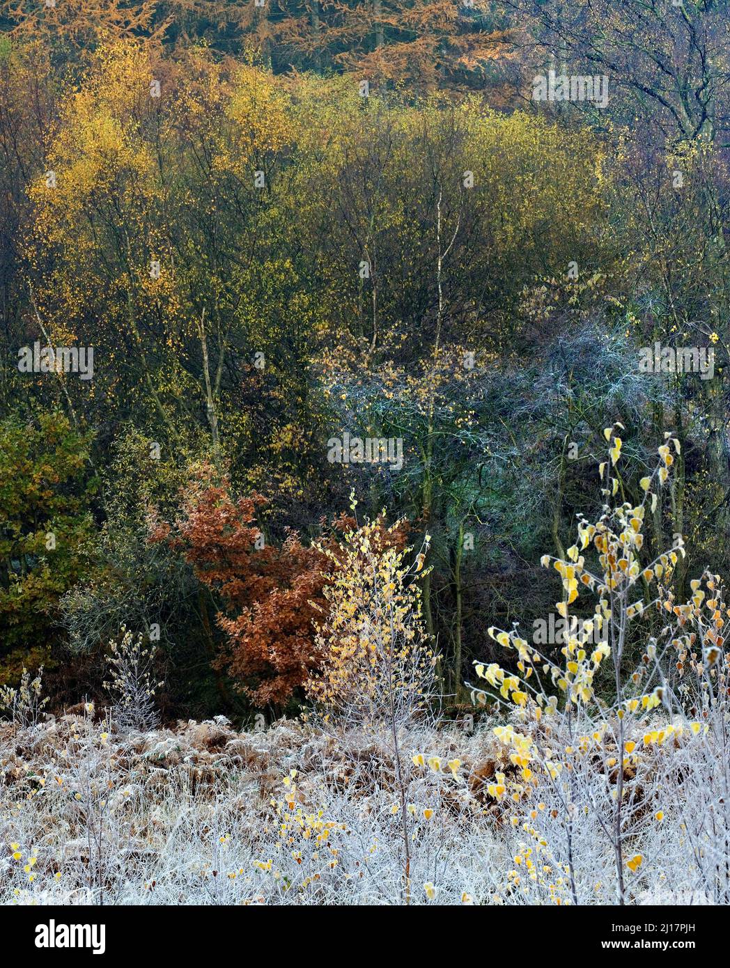 Autumn in Fair Oak valley containing a wide variety of trees in the ...