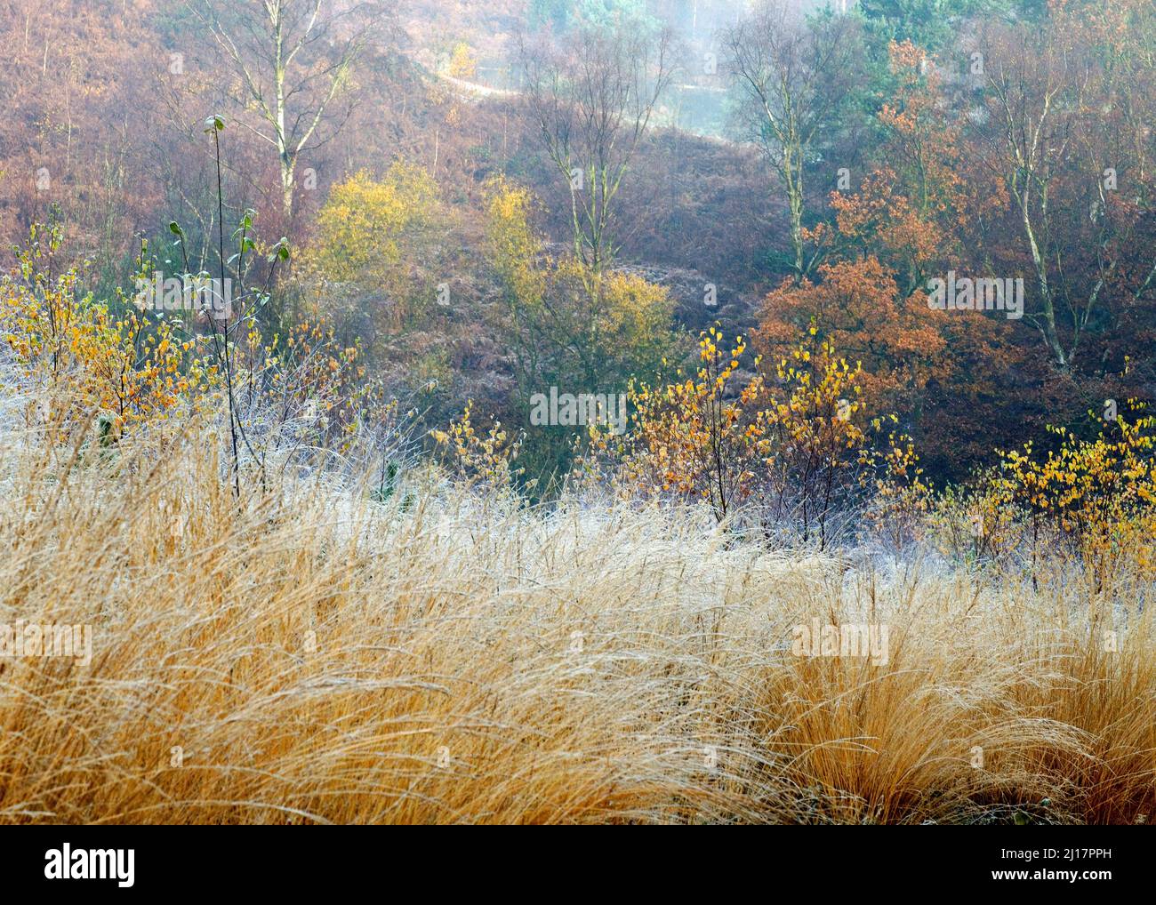 Autumn in Fair Oak valley containing a wide variety of trees in the ...