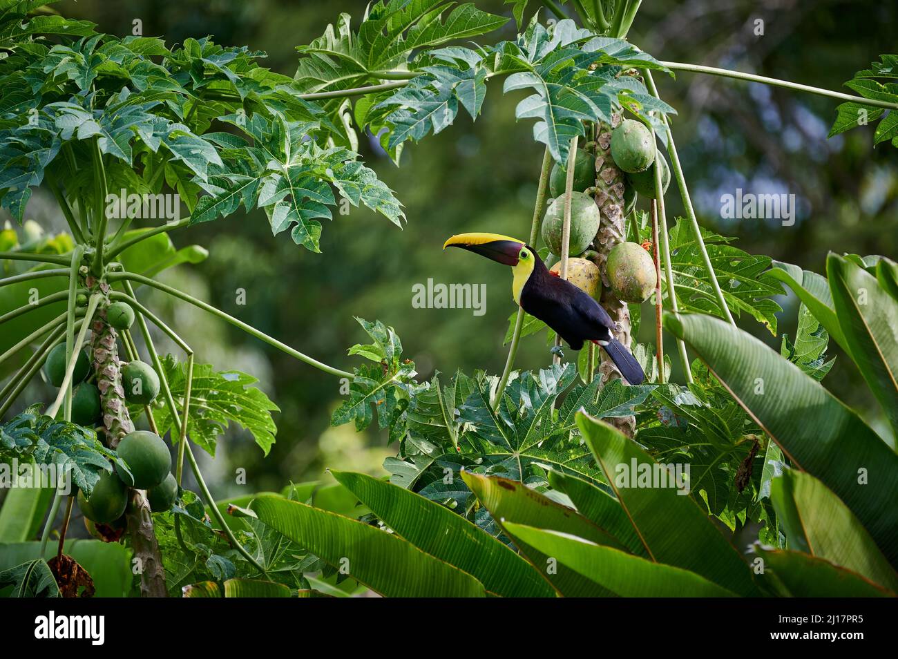 chestnut-mandibled toucan or Swainson's toucan (Ramphastos ambiguus ...