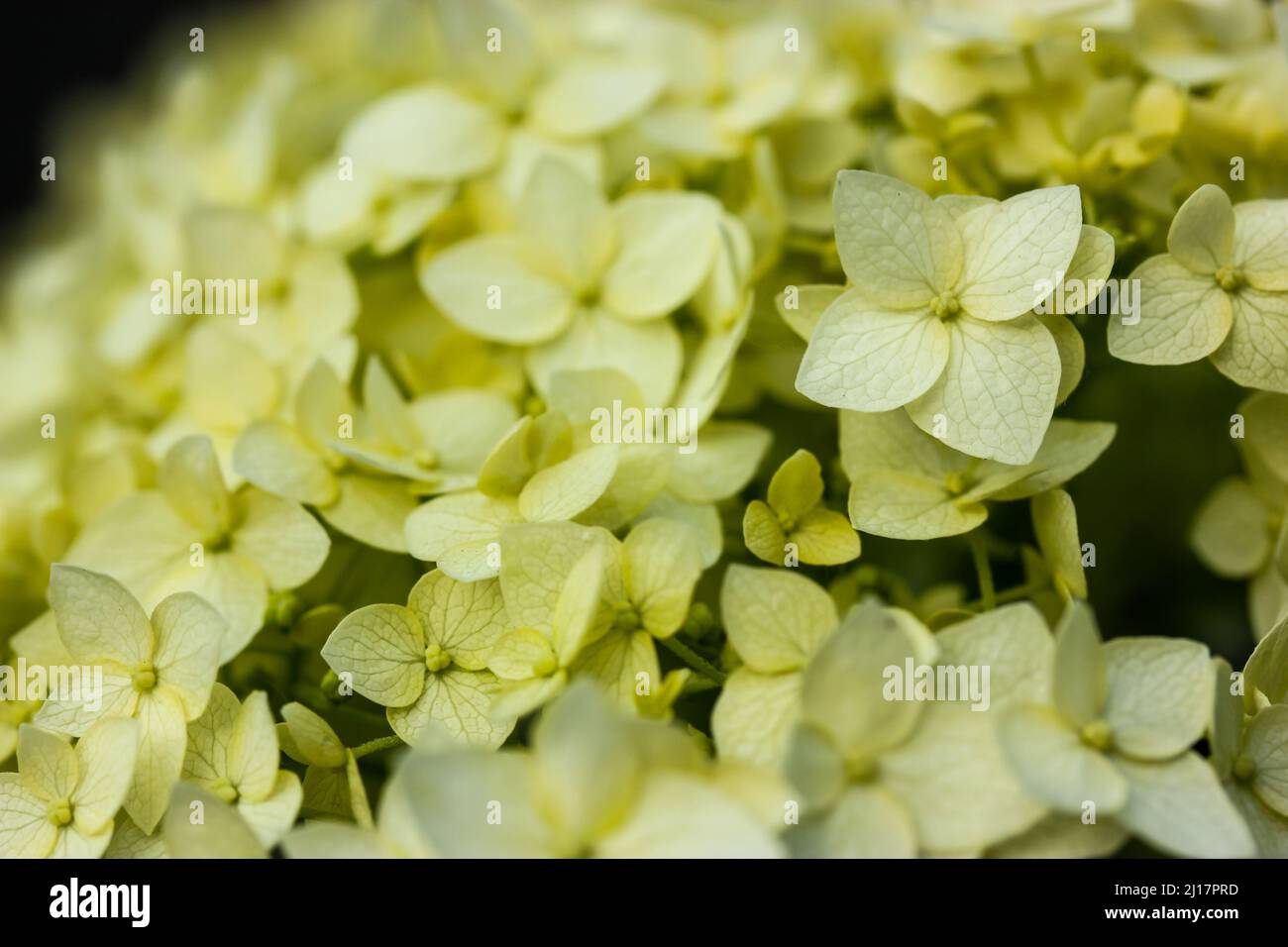 Blooming green hydrangea flowers in full bloom in spring, summer season ...