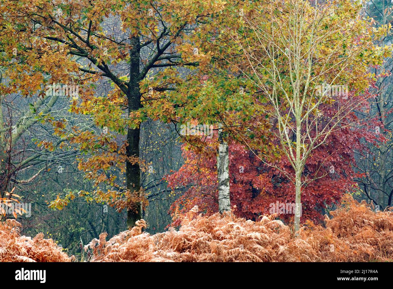 Cannock chase forests hi-res stock photography and images - Alamy