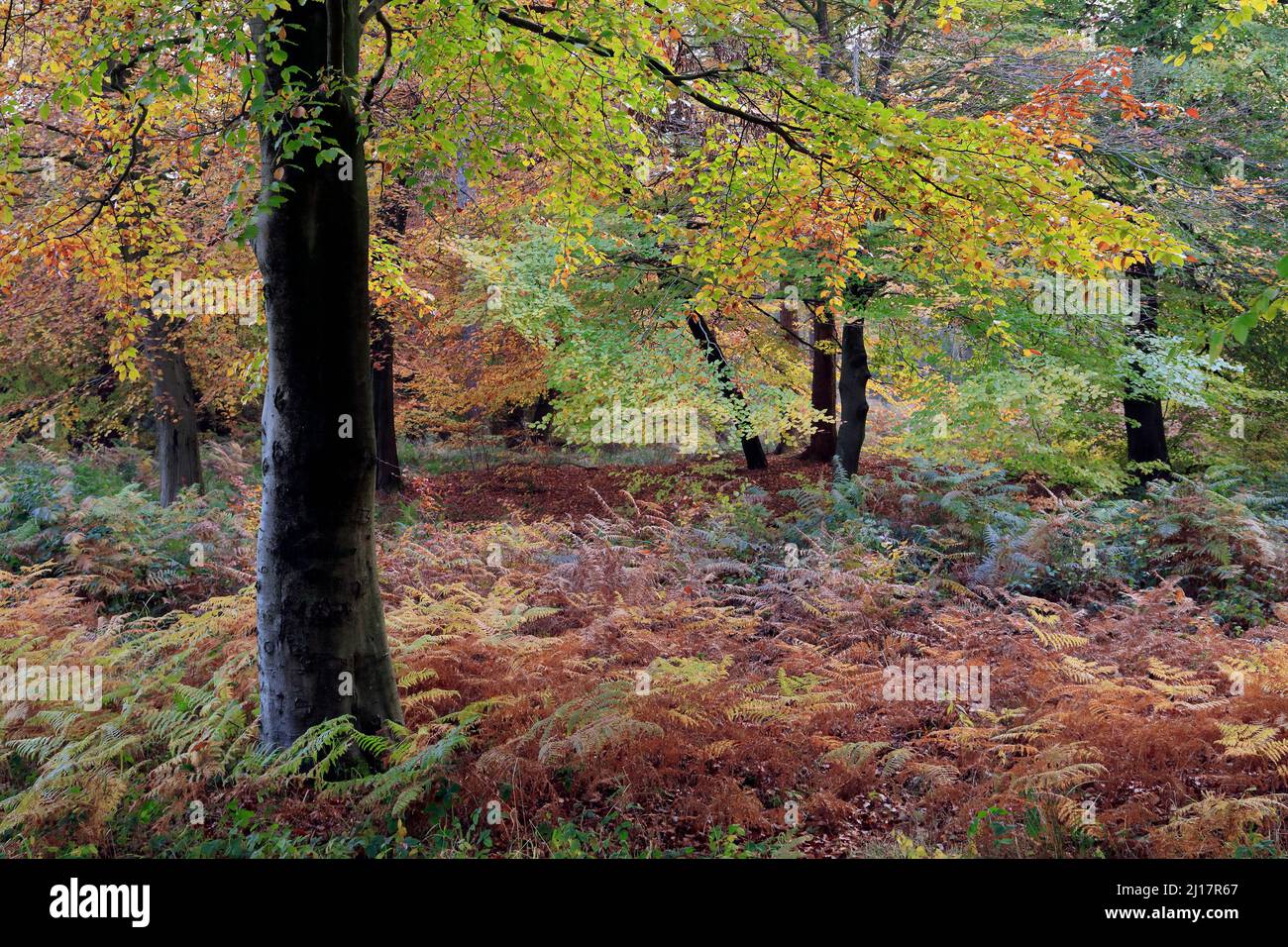 Autumn deciduous woodland containing many Beech trees in the beautiful ...