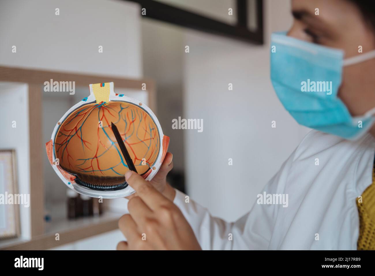 Female doctor explaining human skull in clinic Stock Photo - Alamy
