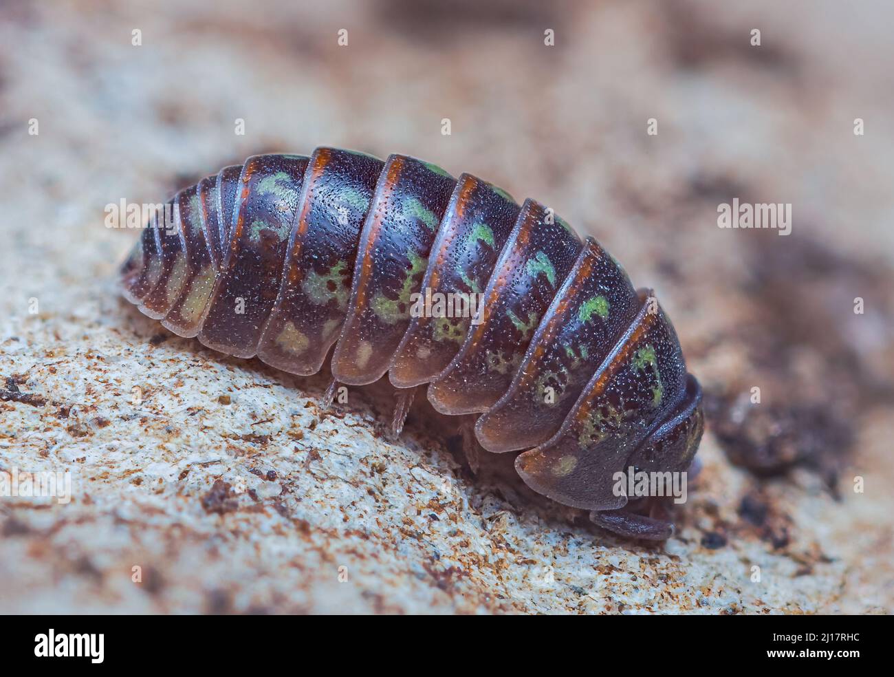 Pill woodlouse hi-res stock photography and images - Alamy