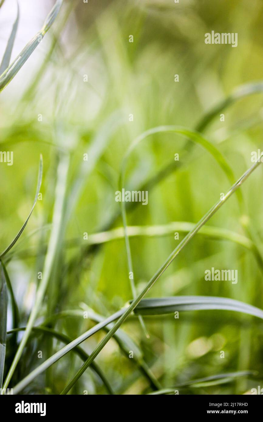Background of lush green grass growing in a clearing in a park, forest ...