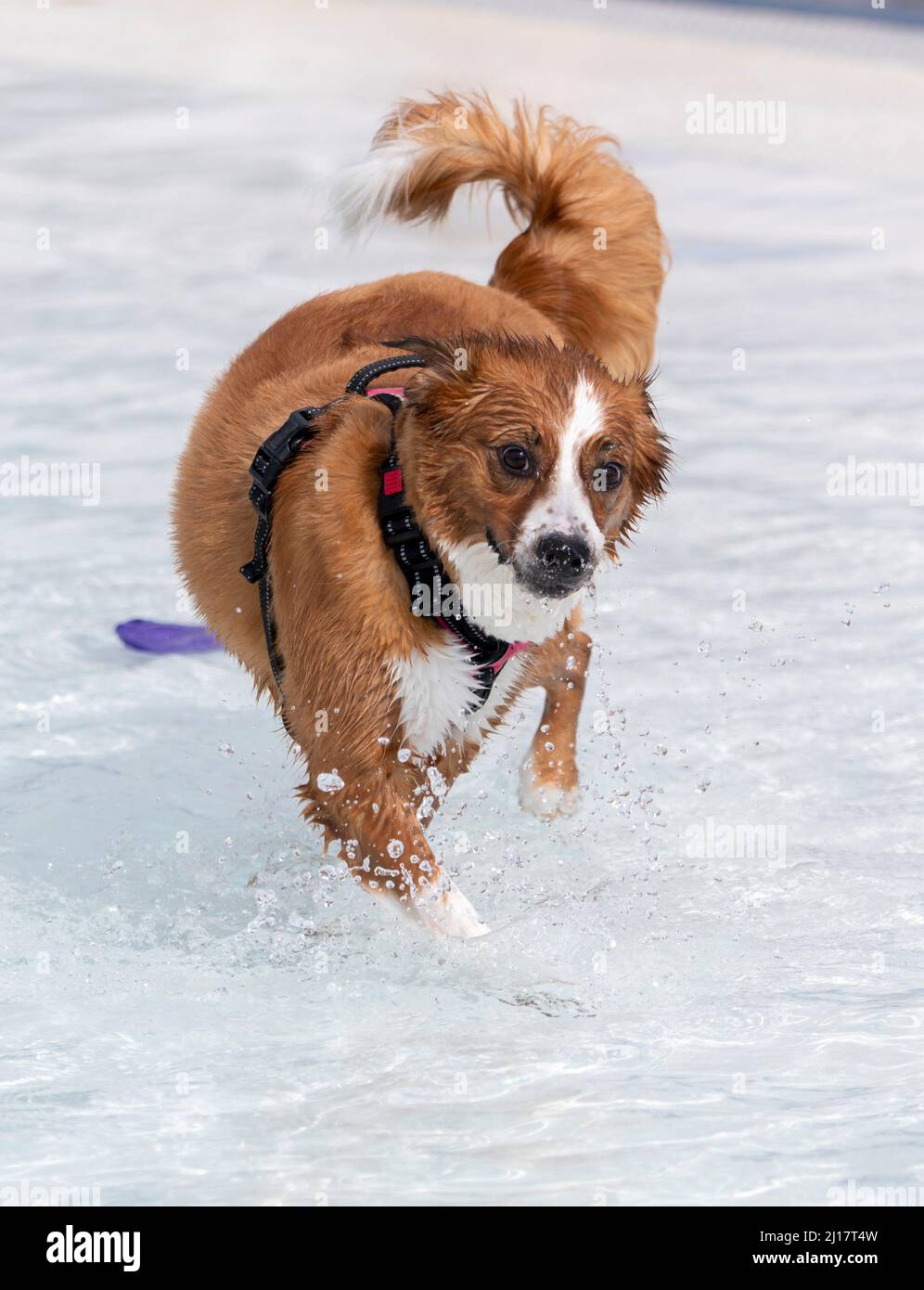 Splashing in the swimming pool hi-res stock photography and images - Alamy