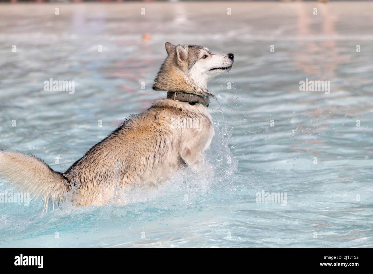 Husky playing in the swimming pool jumping and running and splashing ...