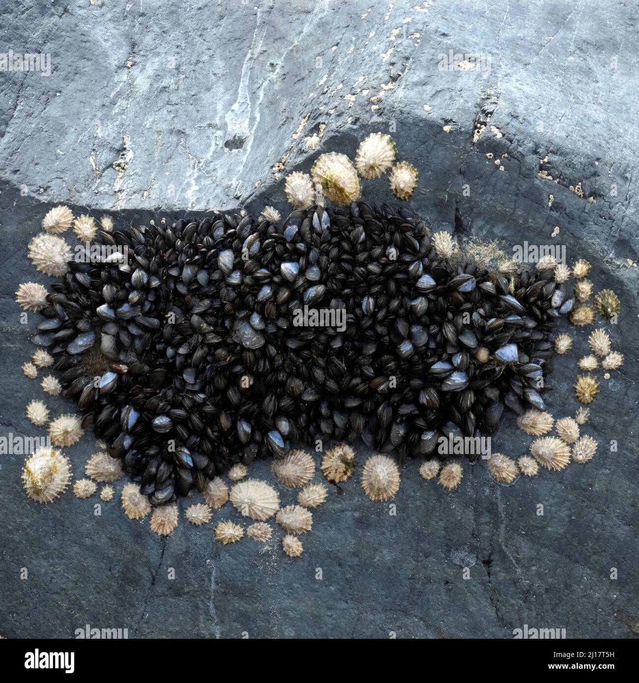 Photograph of Coastal Bio-diversity with Mussels and Limpets attached ...