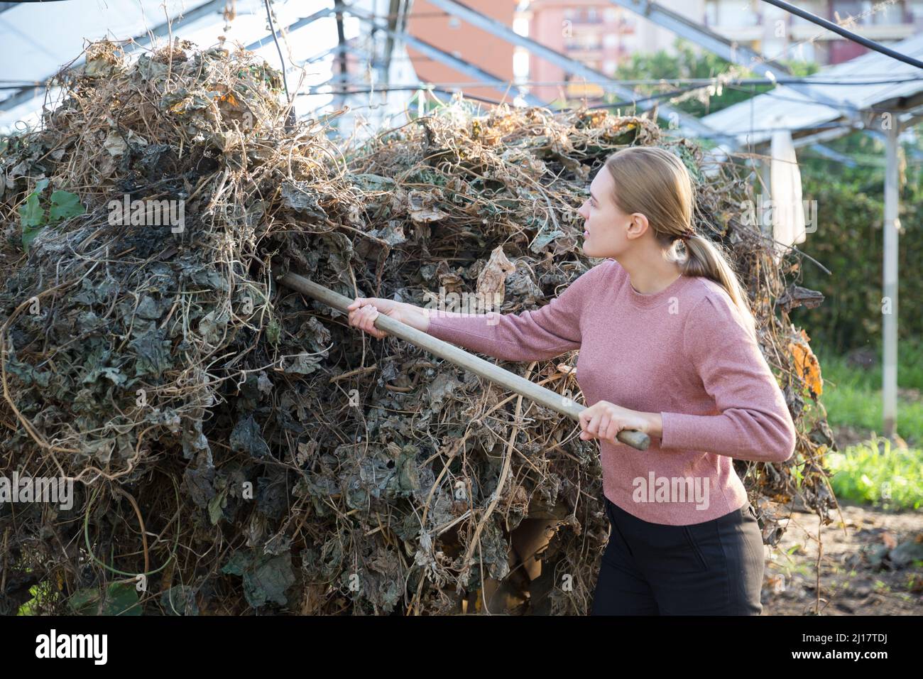 Woman farmer removing biodegradable fertilizer from leaves of plants ...