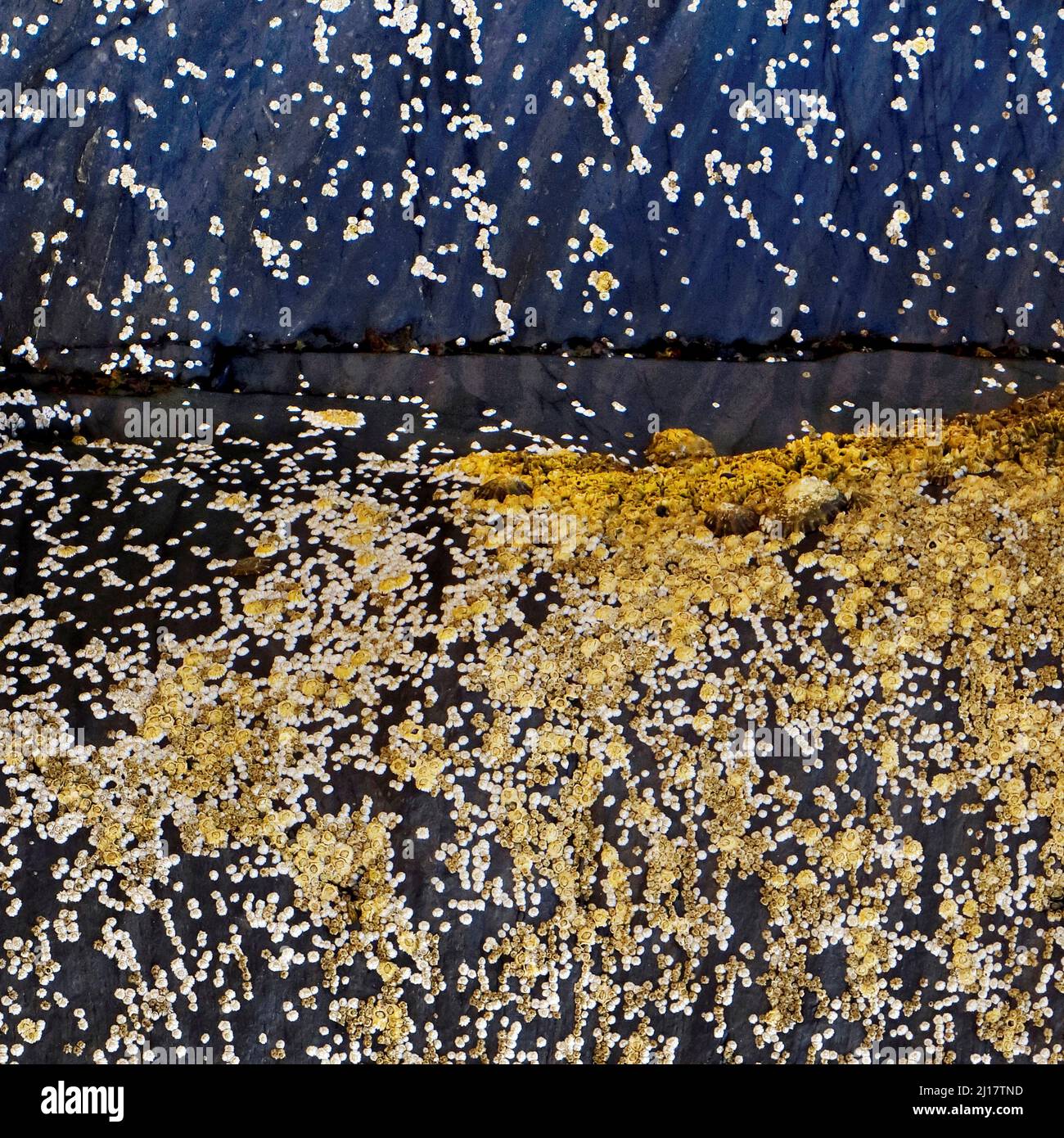 Semi abstract colour photograph of coastal rock covered in a variety of ...