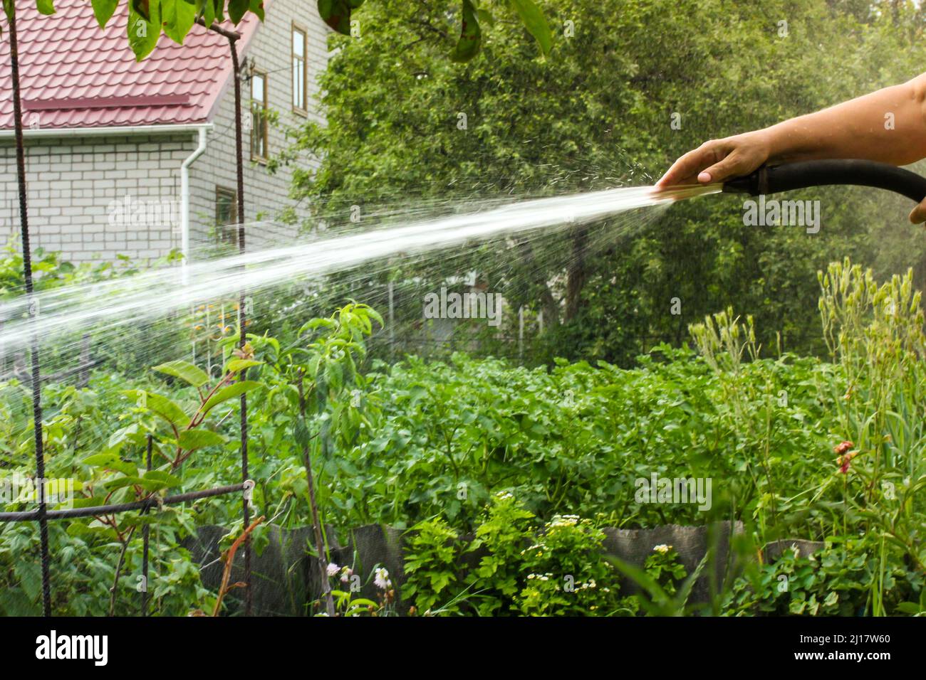 Watering vegetables, fruits in garden. Care for plants in summer. A ...