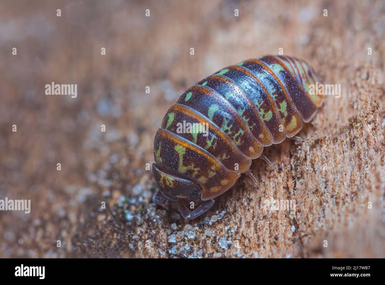 Armadillidium pulchellum hi-res stock photography and images - Alamy