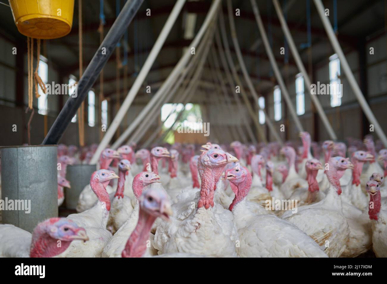 Real turkeys life hi-res stock photography and images - Alamy