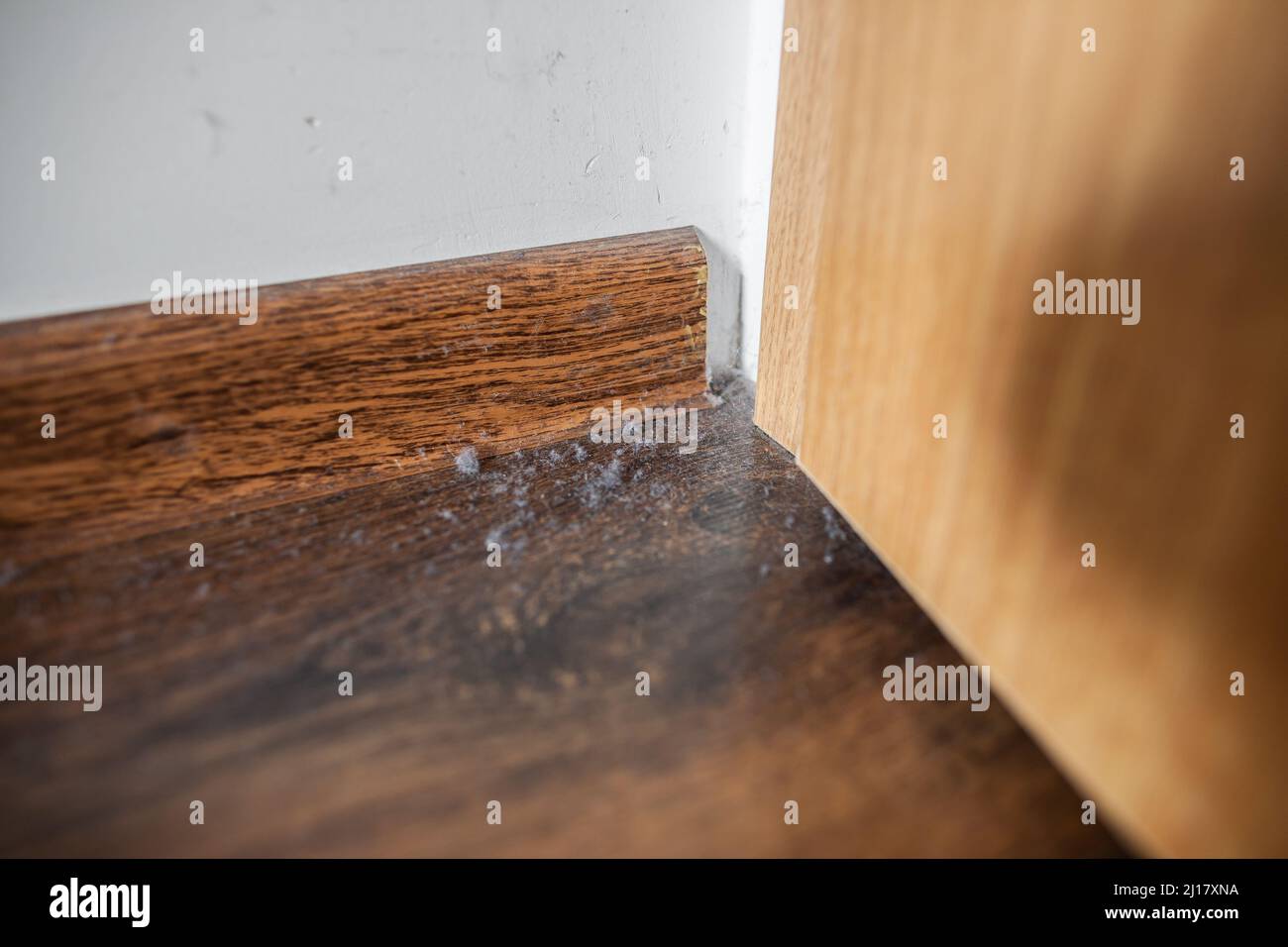 Close up of house dust clumps in corner Dust bunnies on brown floor ...